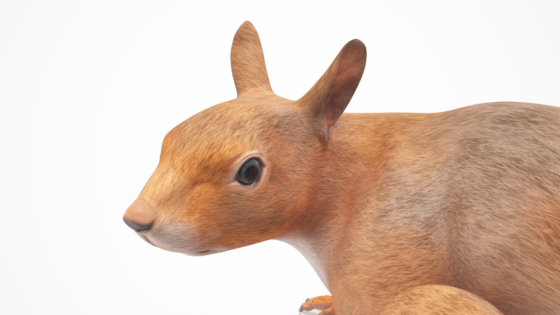 Red Squirrel Rigged For Maya 3D Model - TurboSquid 2279736