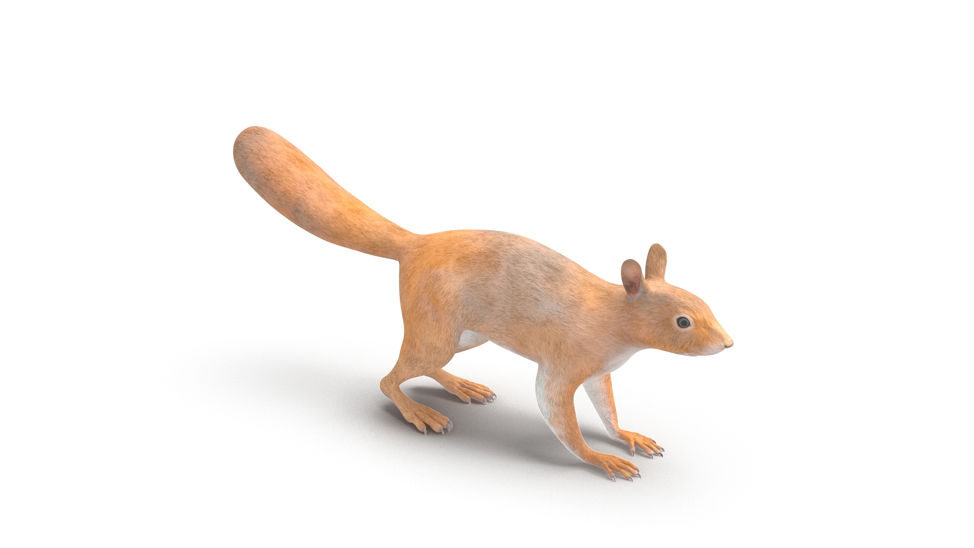 Red Squirrel Rigged For Maya 3D Model - TurboSquid 2279736