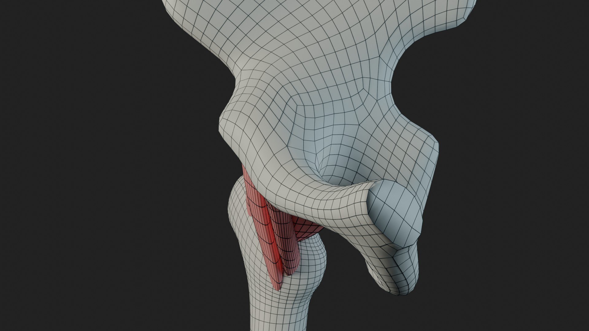 3D Hip Ligaments model - TurboSquid 1841587