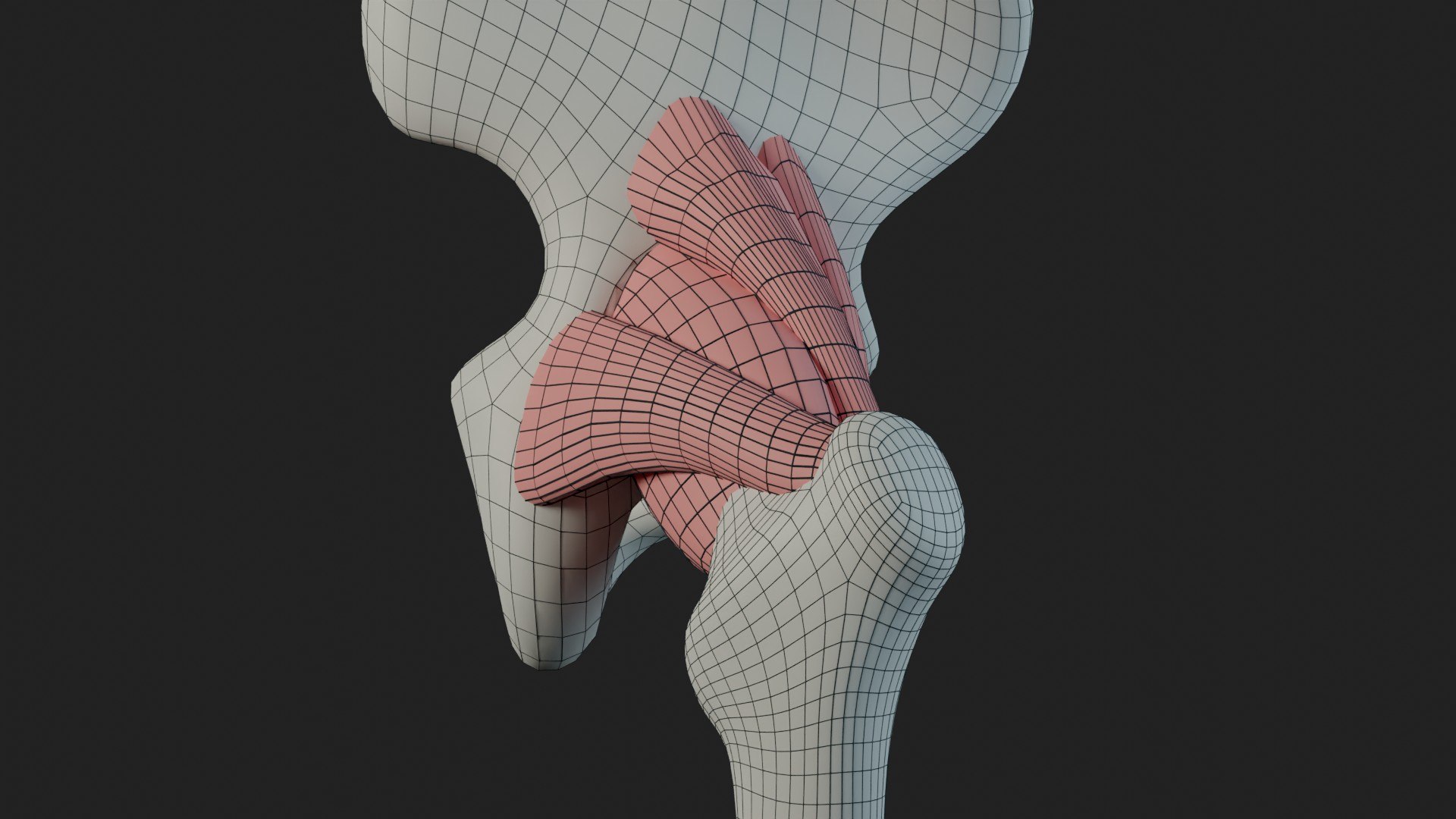 3D Hip Ligaments model - TurboSquid 1841587