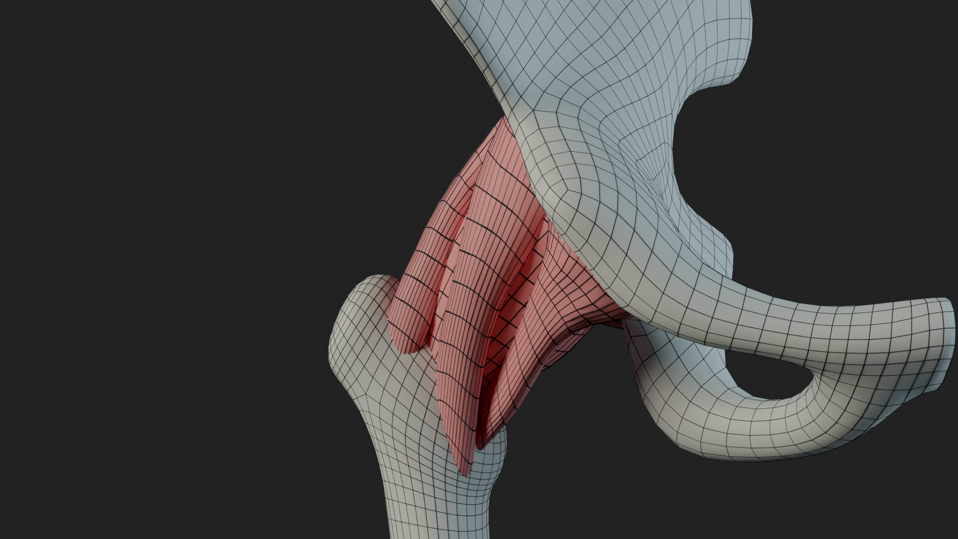 3D Hip Ligaments Model - TurboSquid 1841587