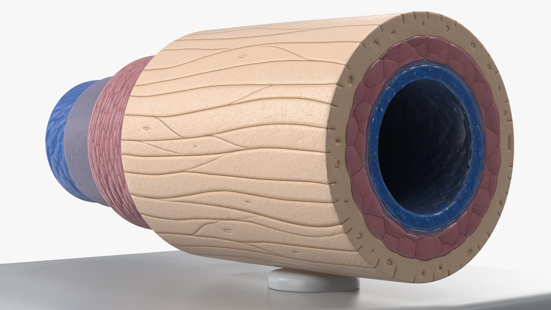 3D Model Of Vein In Cross Section Model - TurboSquid 2406205