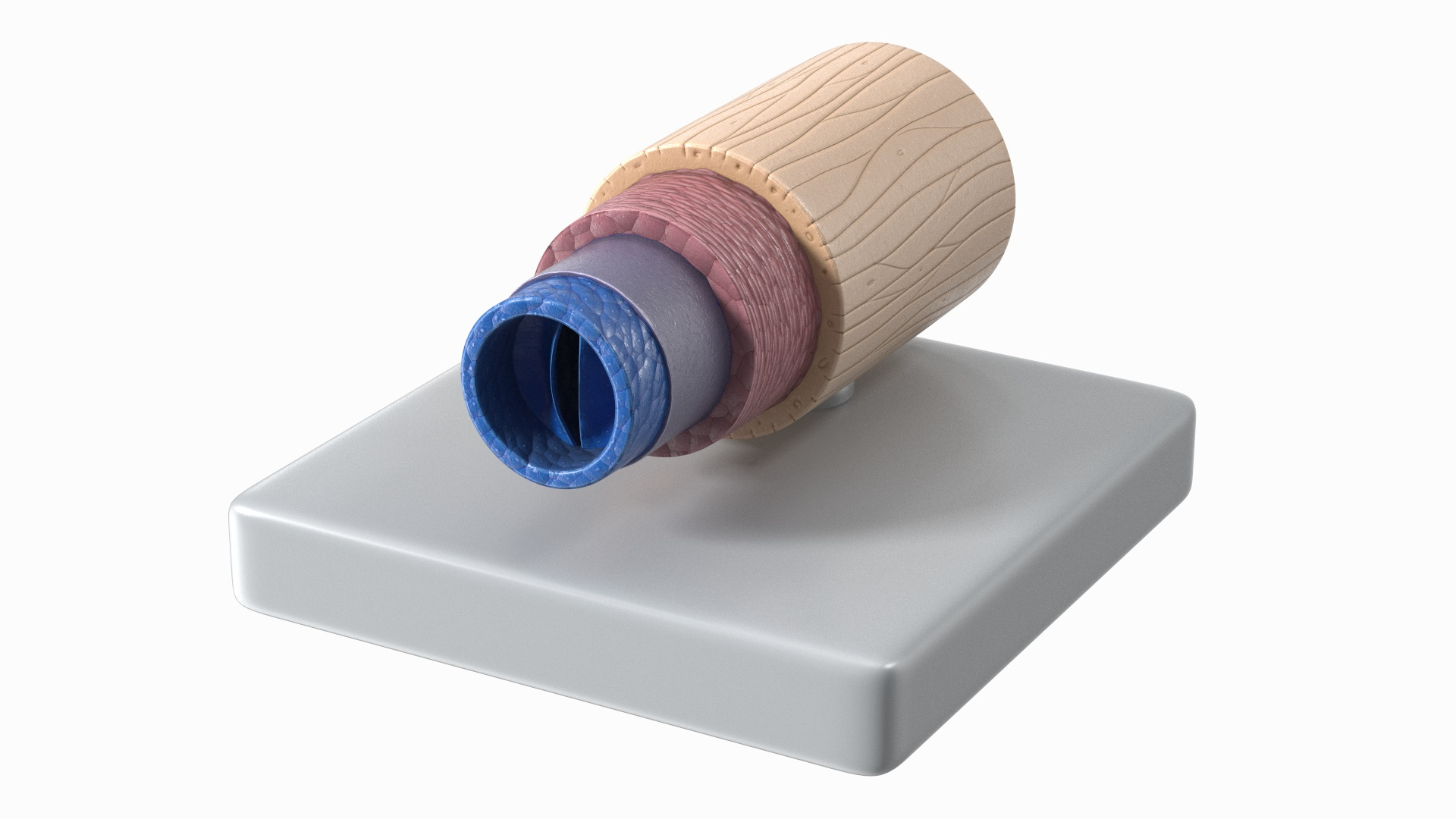 3D Model Of Vein In Cross Section Model - TurboSquid 2406205
