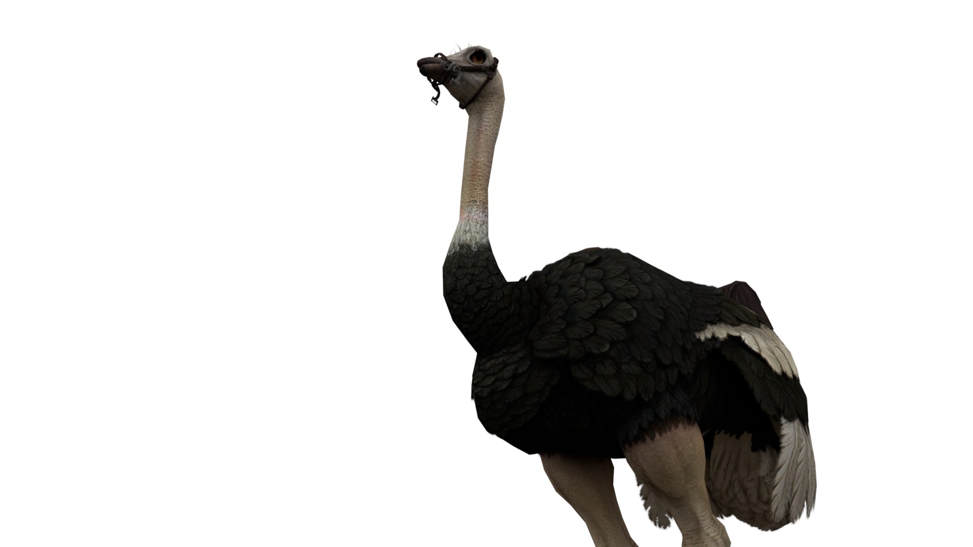Ostrich Animated 3D Model - TurboSquid 2186710