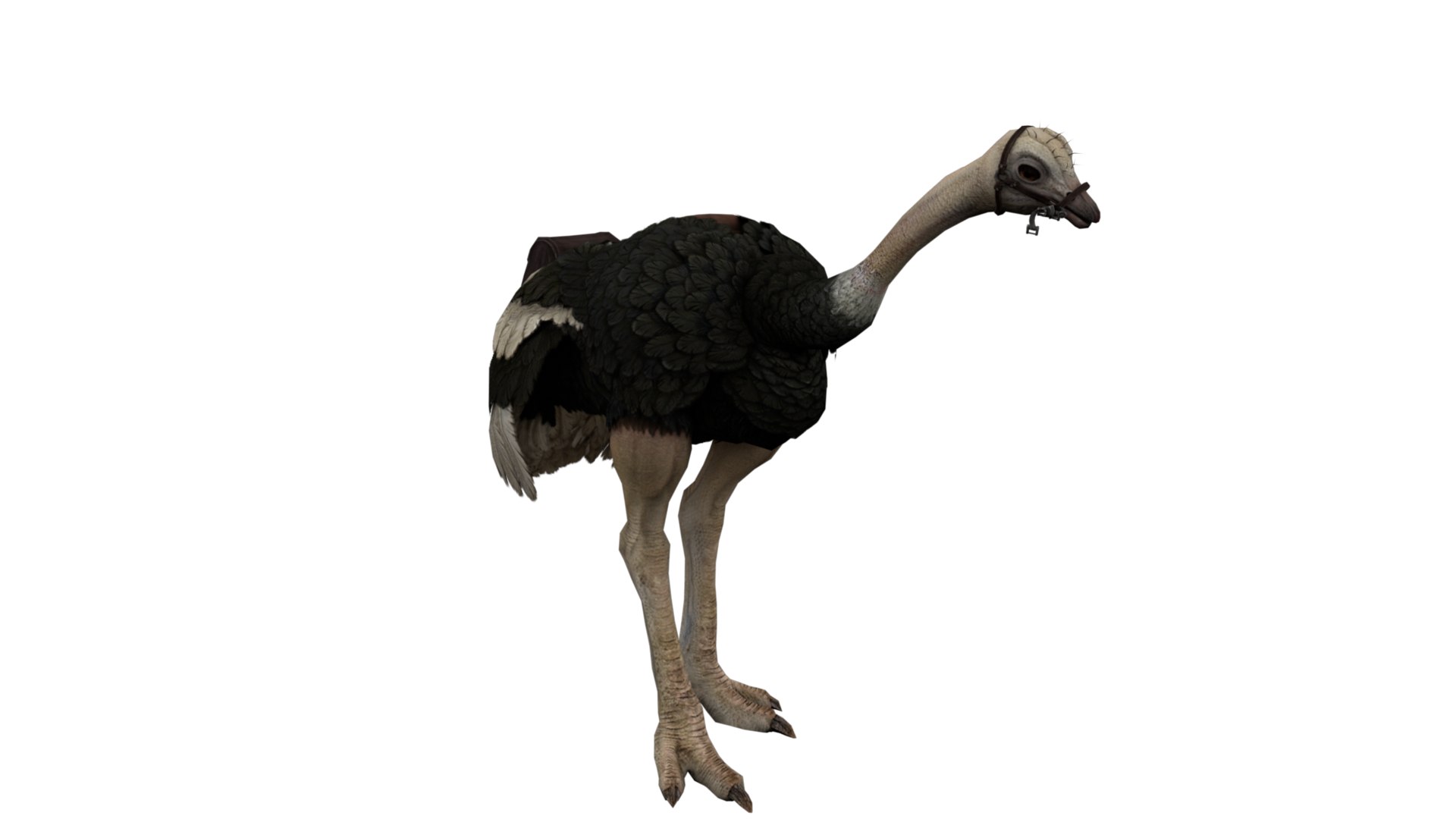 Ostrich Animated 3D Model - TurboSquid 2186710