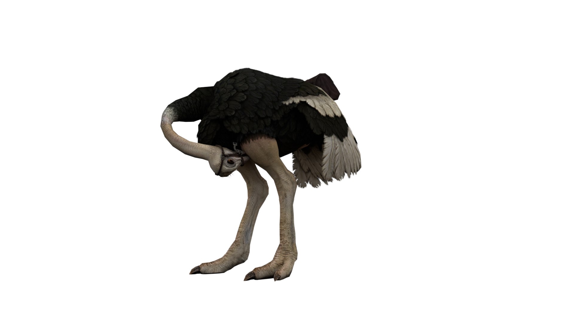 Ostrich Animated 3D Model - TurboSquid 2186710