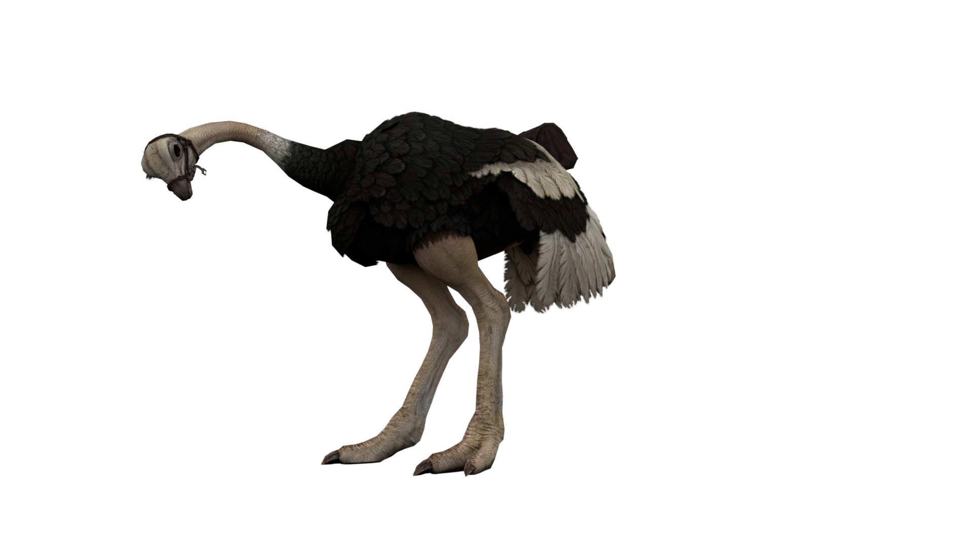 Ostrich Animated 3D Model - TurboSquid 2186710