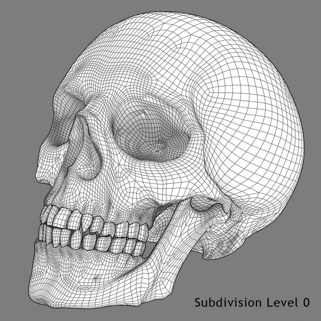 human skull 3d model