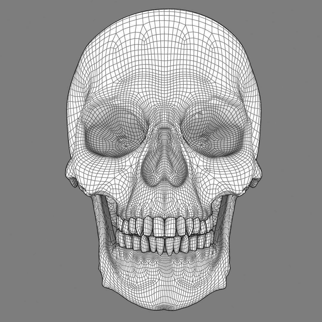 human skull 3d model