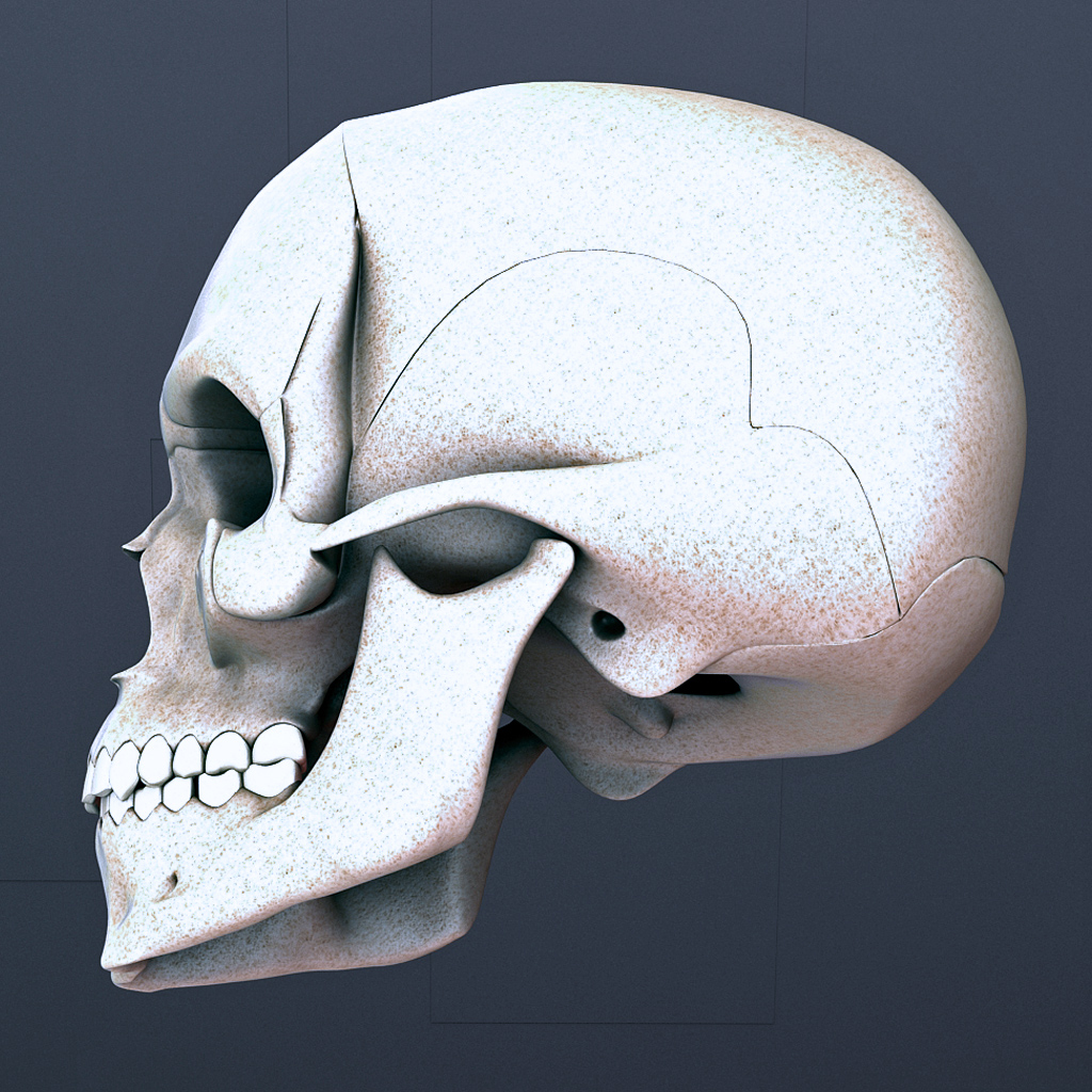 skull 3d max