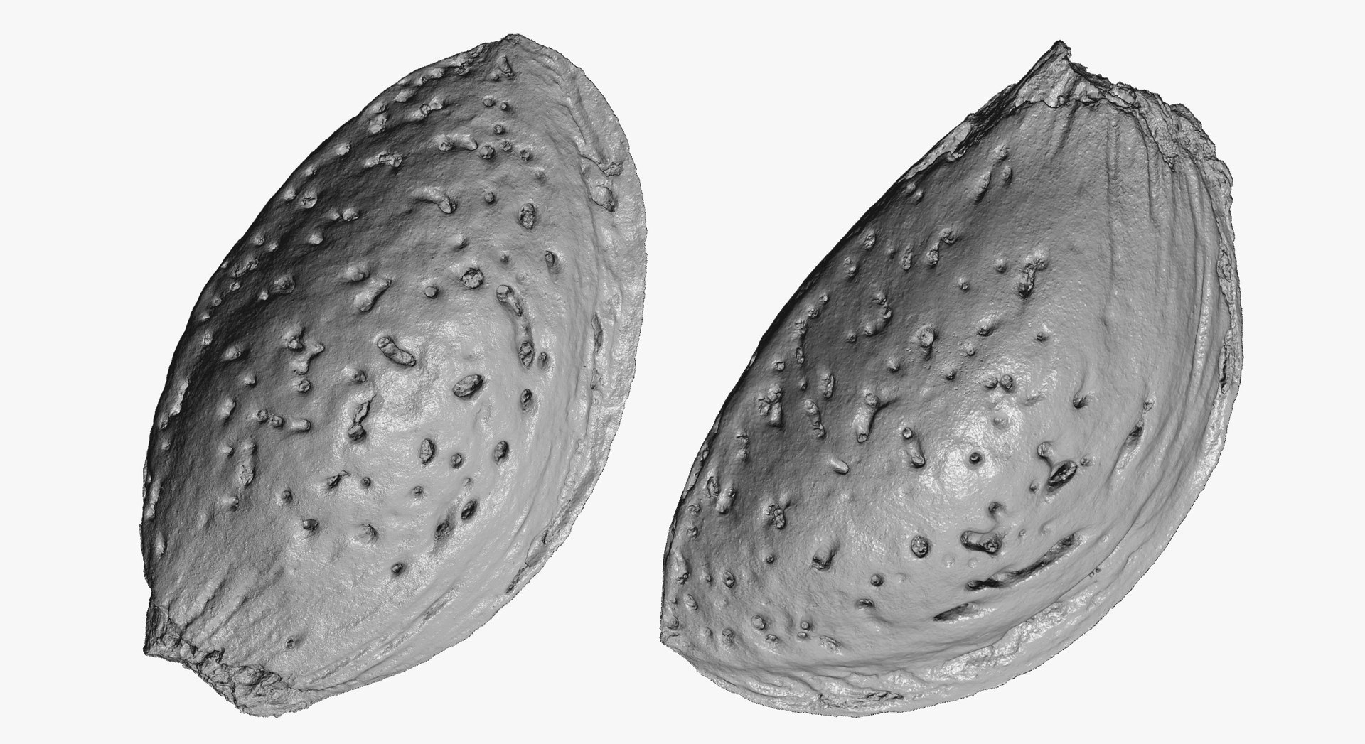 3D Almonds With Shell Collection 03 - 2 Models RAW Scans Model ...