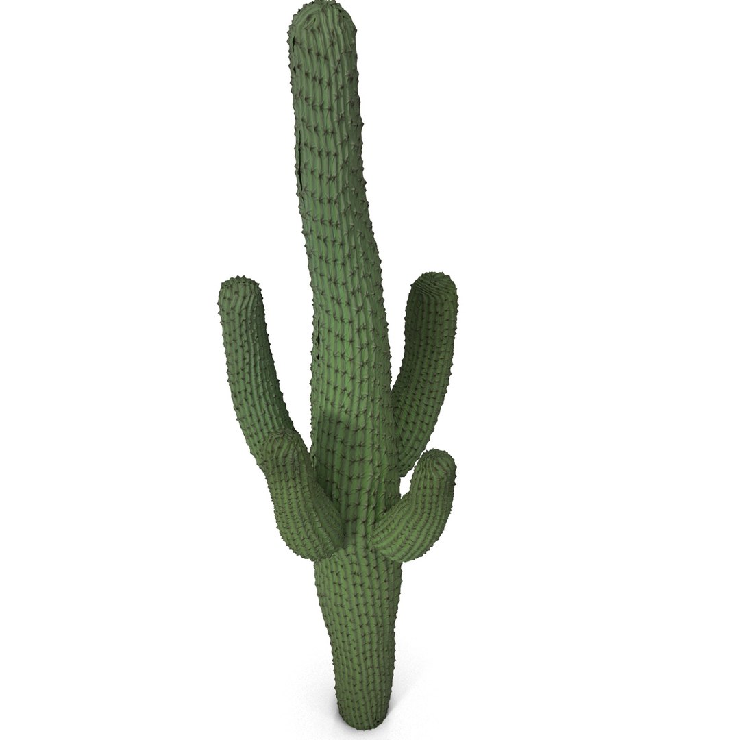 3d Mexican Cactus Model