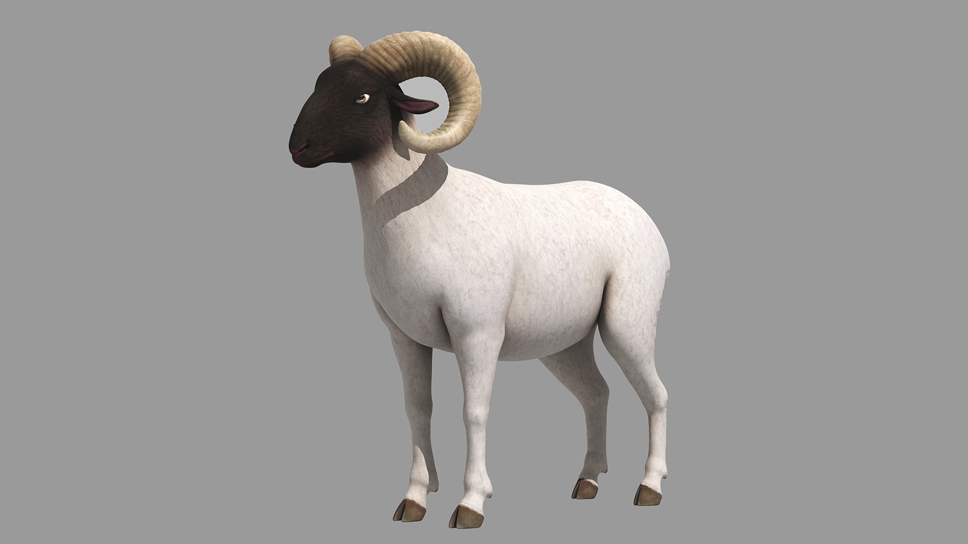 3D Sheep Ram Ewe Goat Model - TurboSquid 1880832