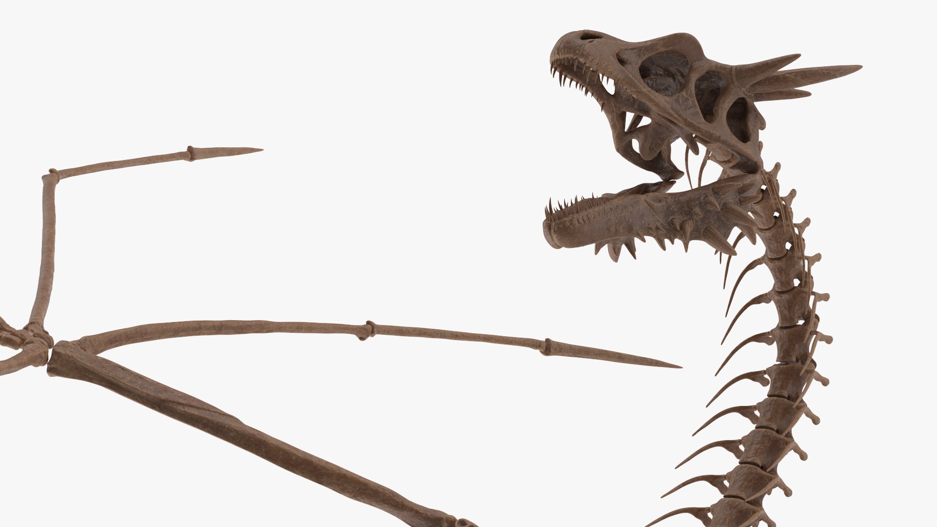 Fossilized Dragon Skeleton Rigged 3D Model - TurboSquid 2367867