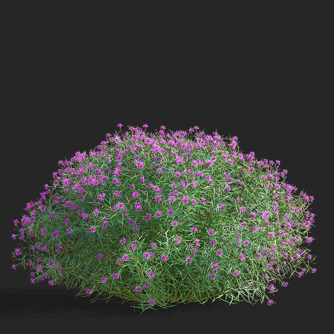 Vernonia Angustifolia 3D - TurboSquid 2203799