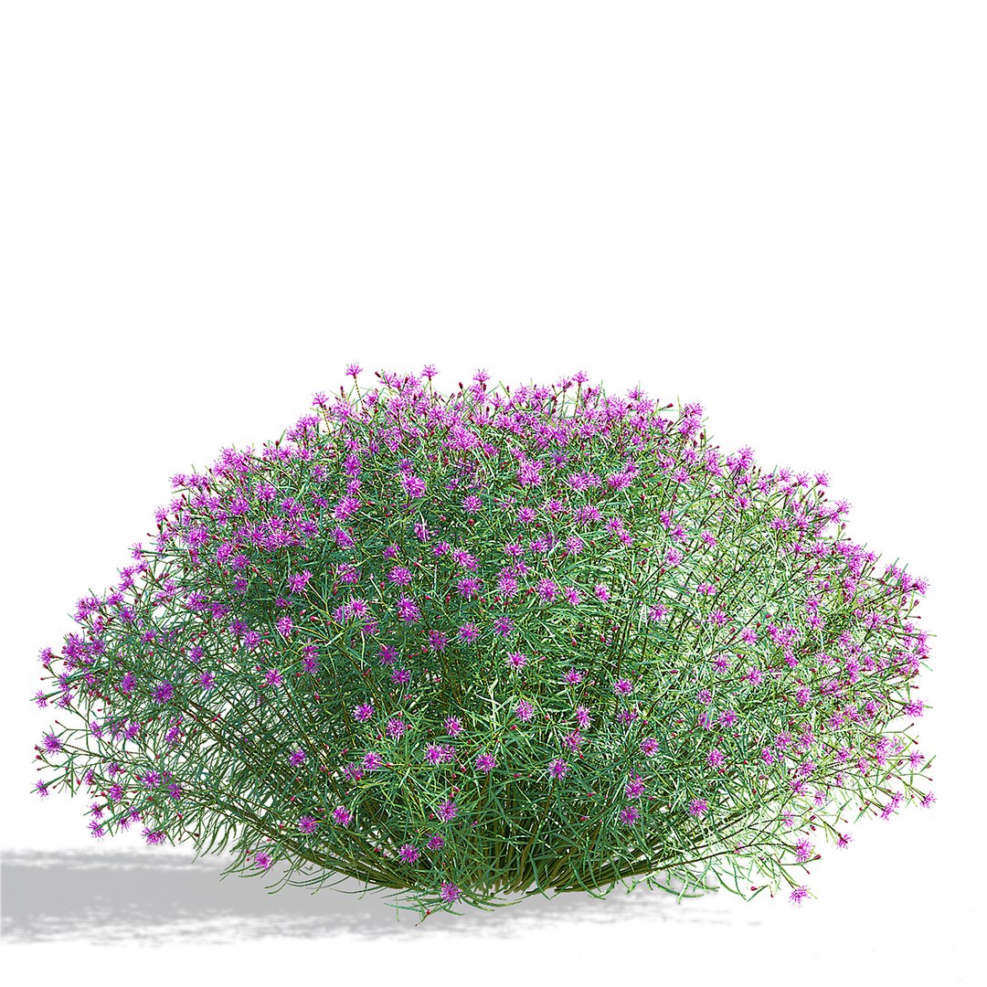 Vernonia Angustifolia 3D - TurboSquid 2203799