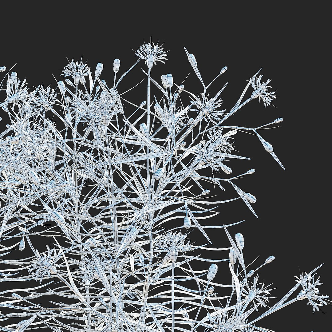 Vernonia Angustifolia 3D - TurboSquid 2203799