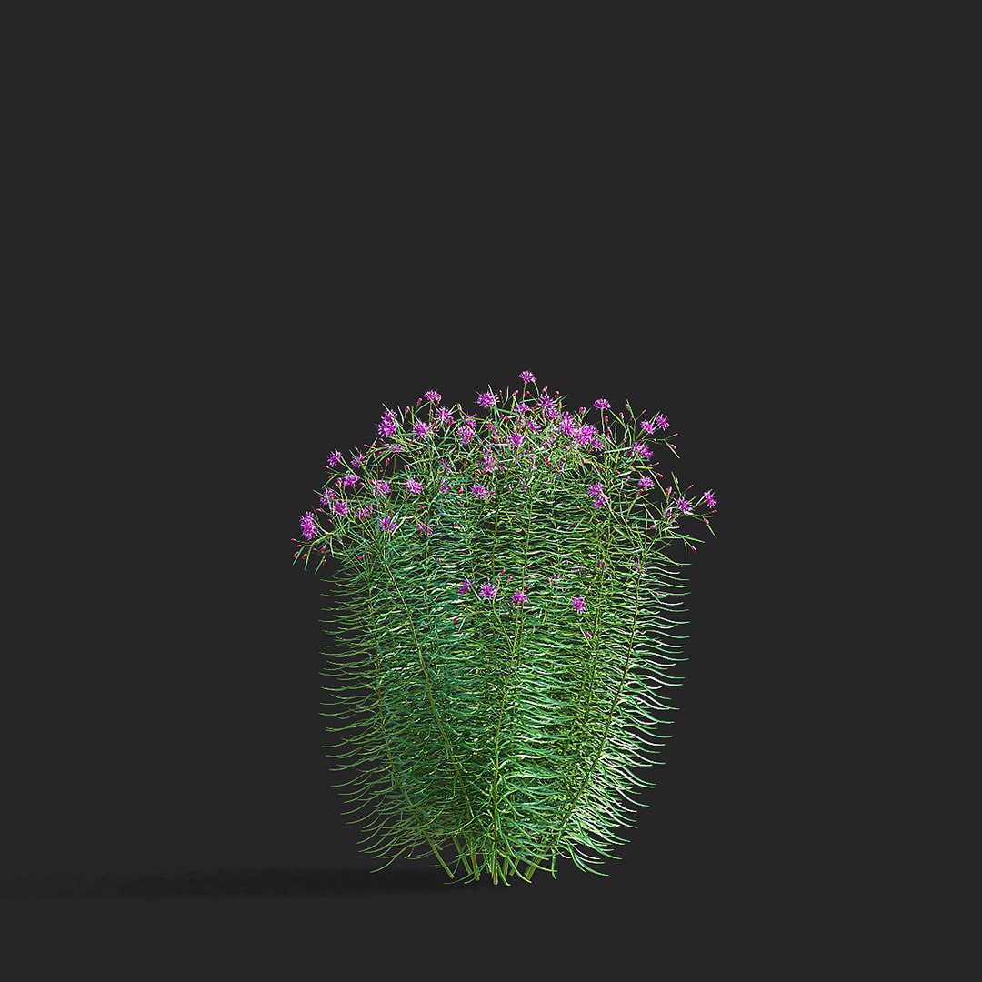 Vernonia Angustifolia 3D - TurboSquid 2203799