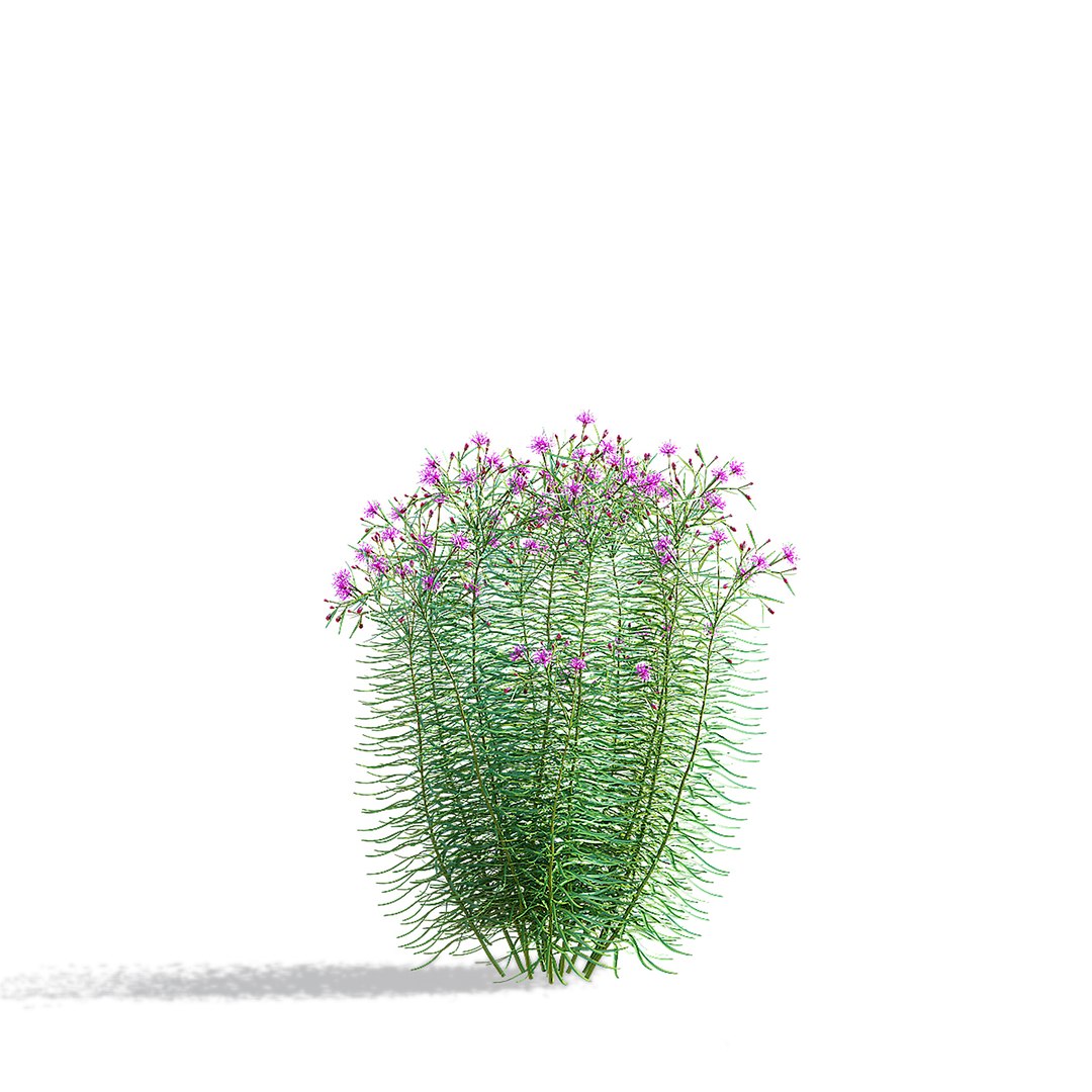 Vernonia Angustifolia 3D - TurboSquid 2203799