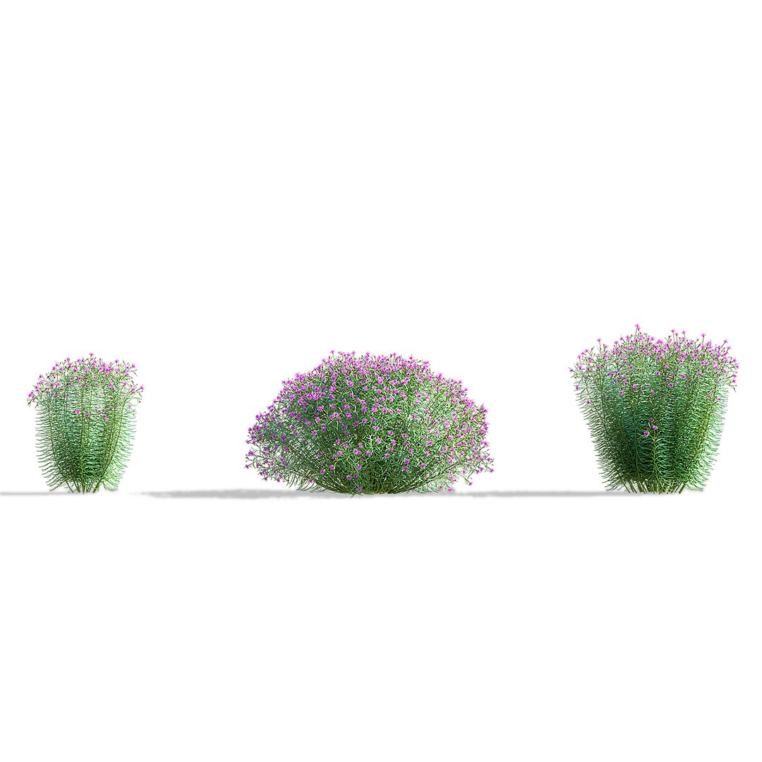 Vernonia Angustifolia 3D - TurboSquid 2203799