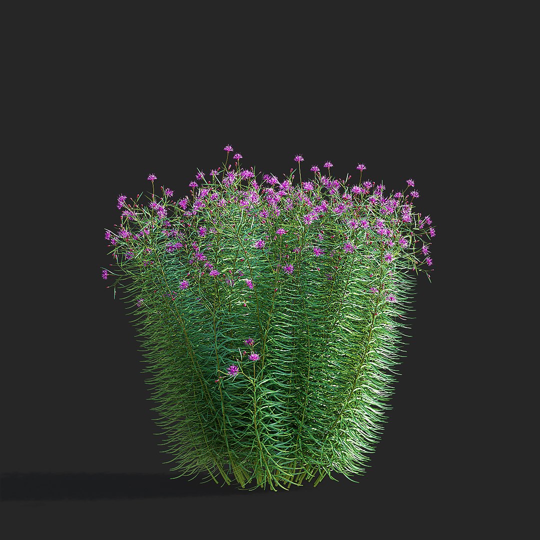 Vernonia Angustifolia 3D - TurboSquid 2203799