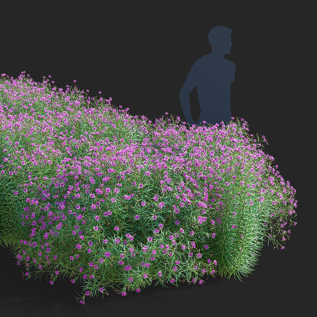 Vernonia Angustifolia 3D - TurboSquid 2203799