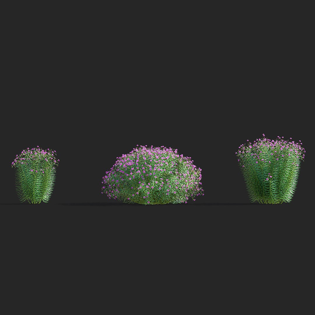 Vernonia Angustifolia 3D - TurboSquid 2203799