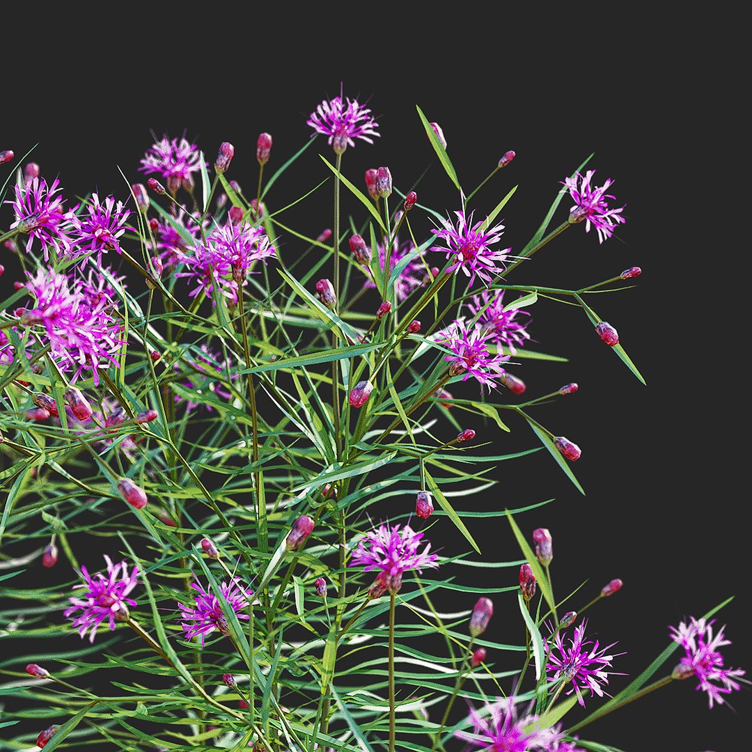 Vernonia Angustifolia 3D - TurboSquid 2203799