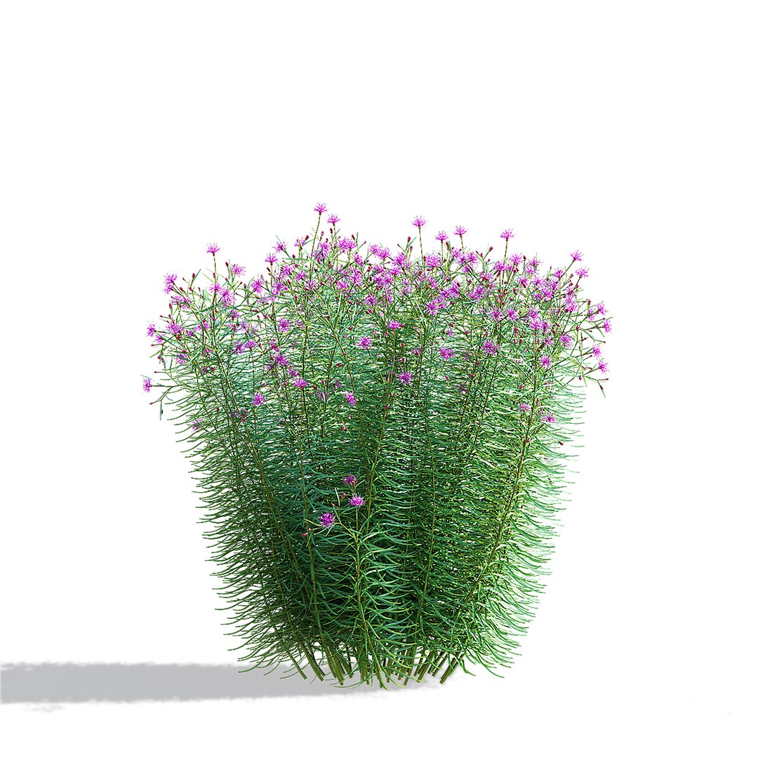 Vernonia Angustifolia 3D - TurboSquid 2203799