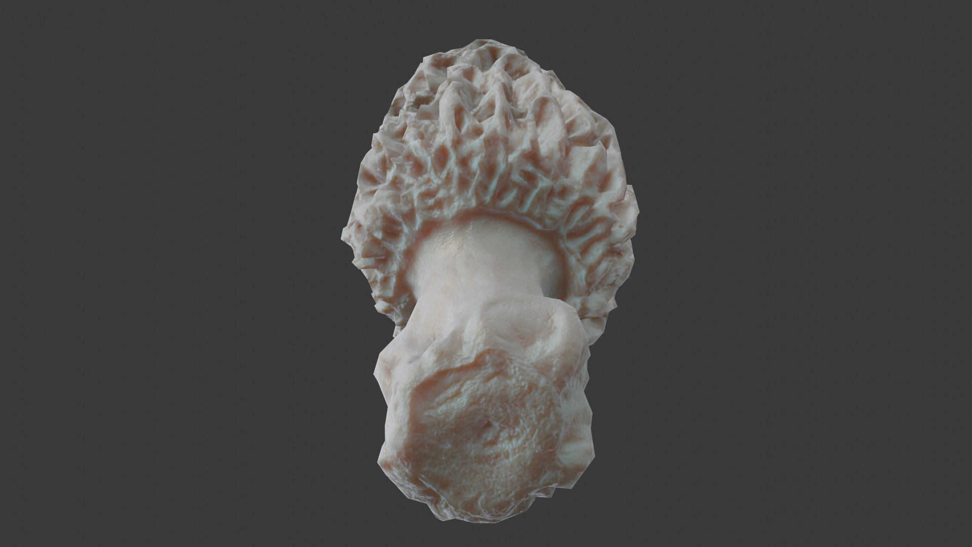 Morel Mushroom Morchella 3D - TurboSquid 2056059