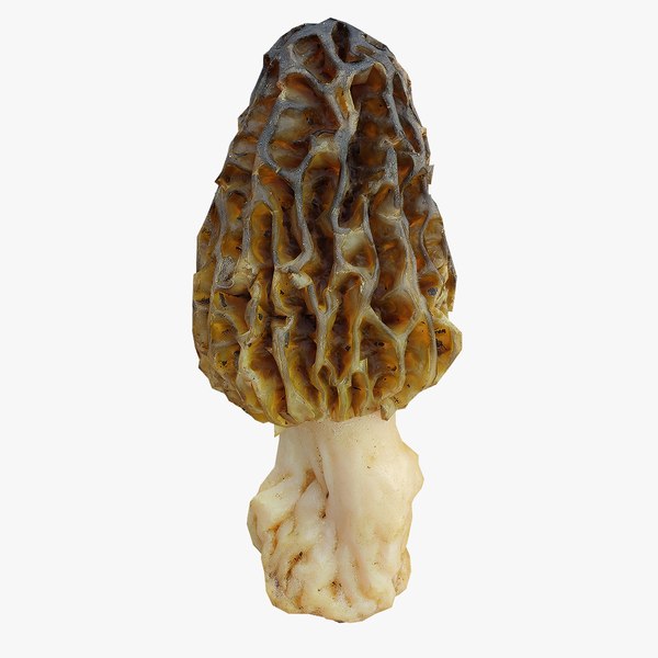 Morel Mushrooms 3D model - TurboSquid 2105576