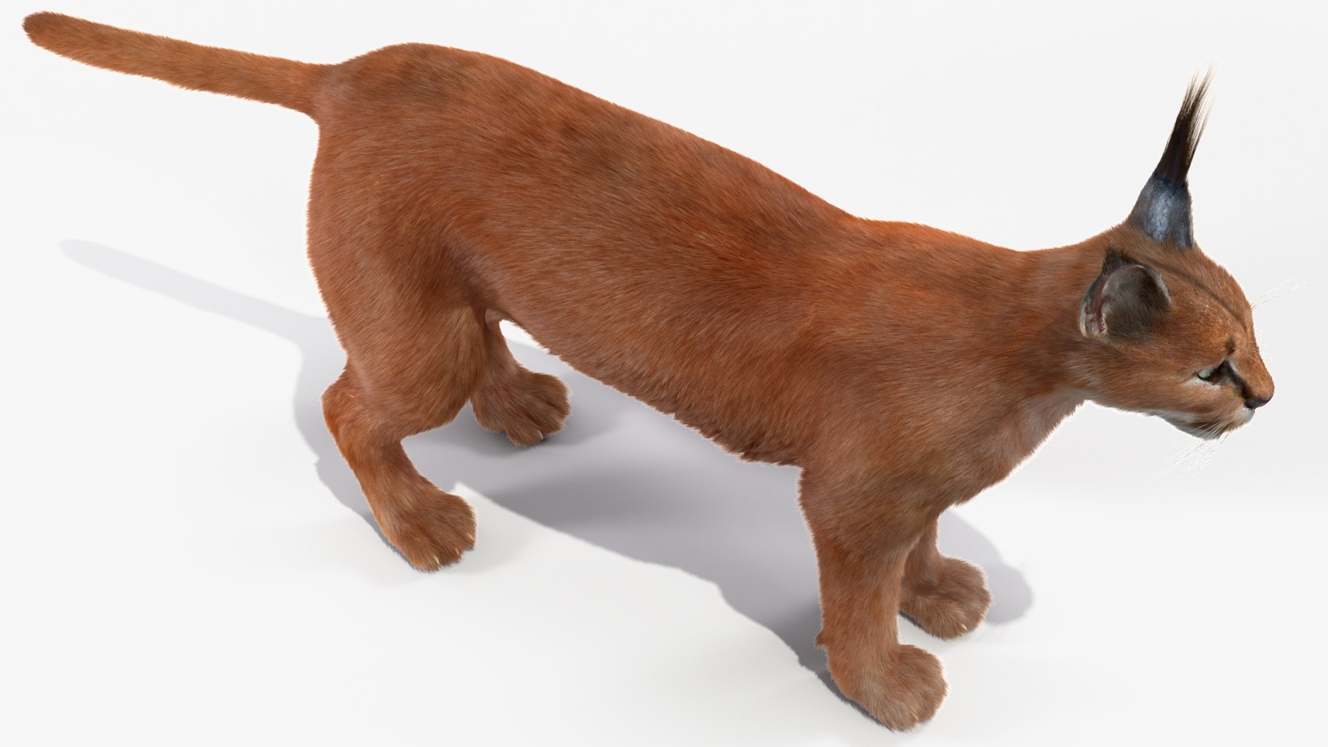 Caracal Fur 3D Model - TurboSquid 2183506