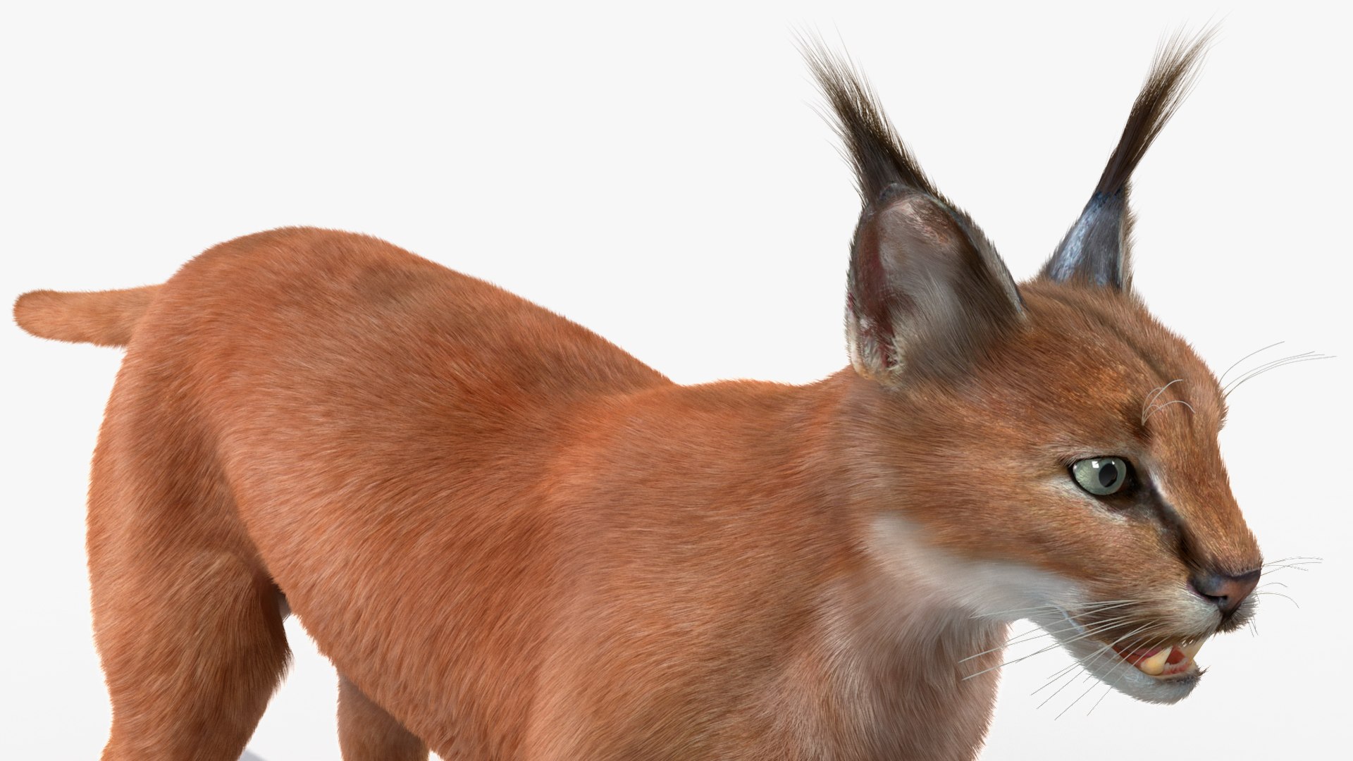 Caracal Fur 3D Model - TurboSquid 2183506