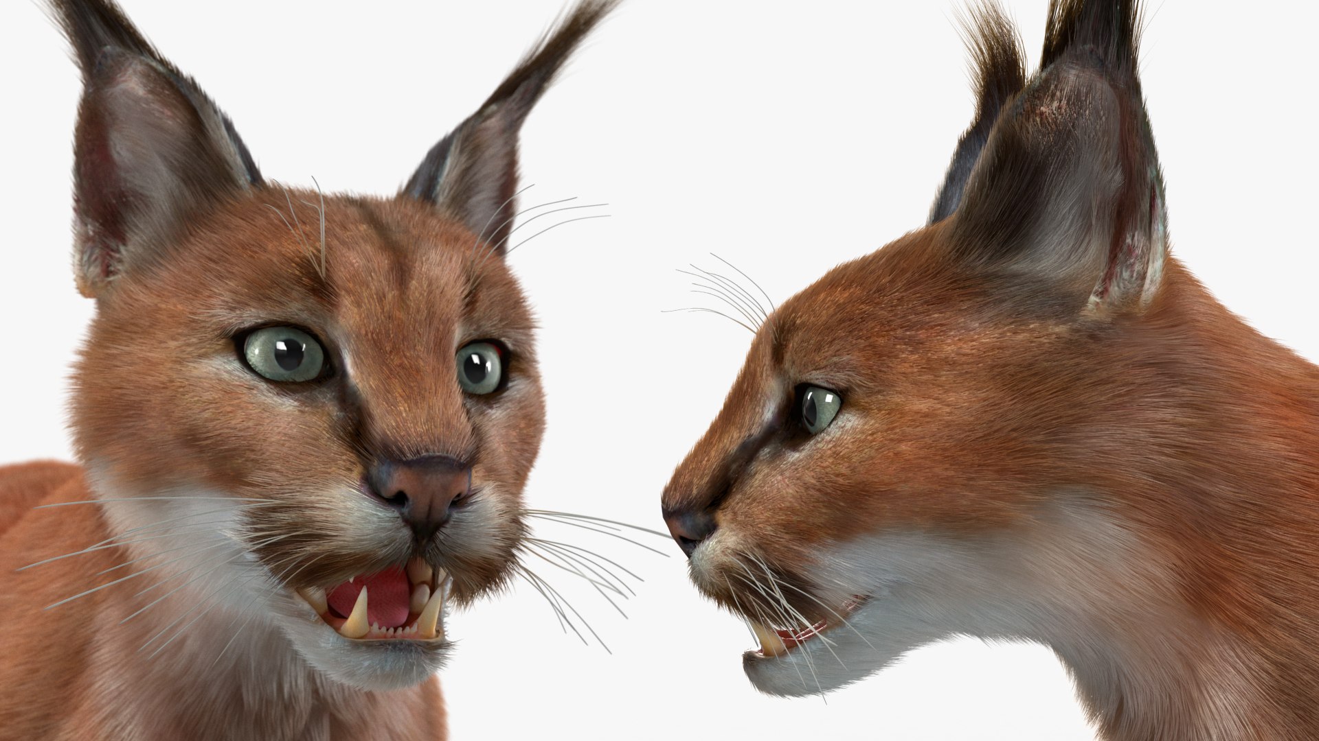 Caracal Fur 3D Model - TurboSquid 2183506