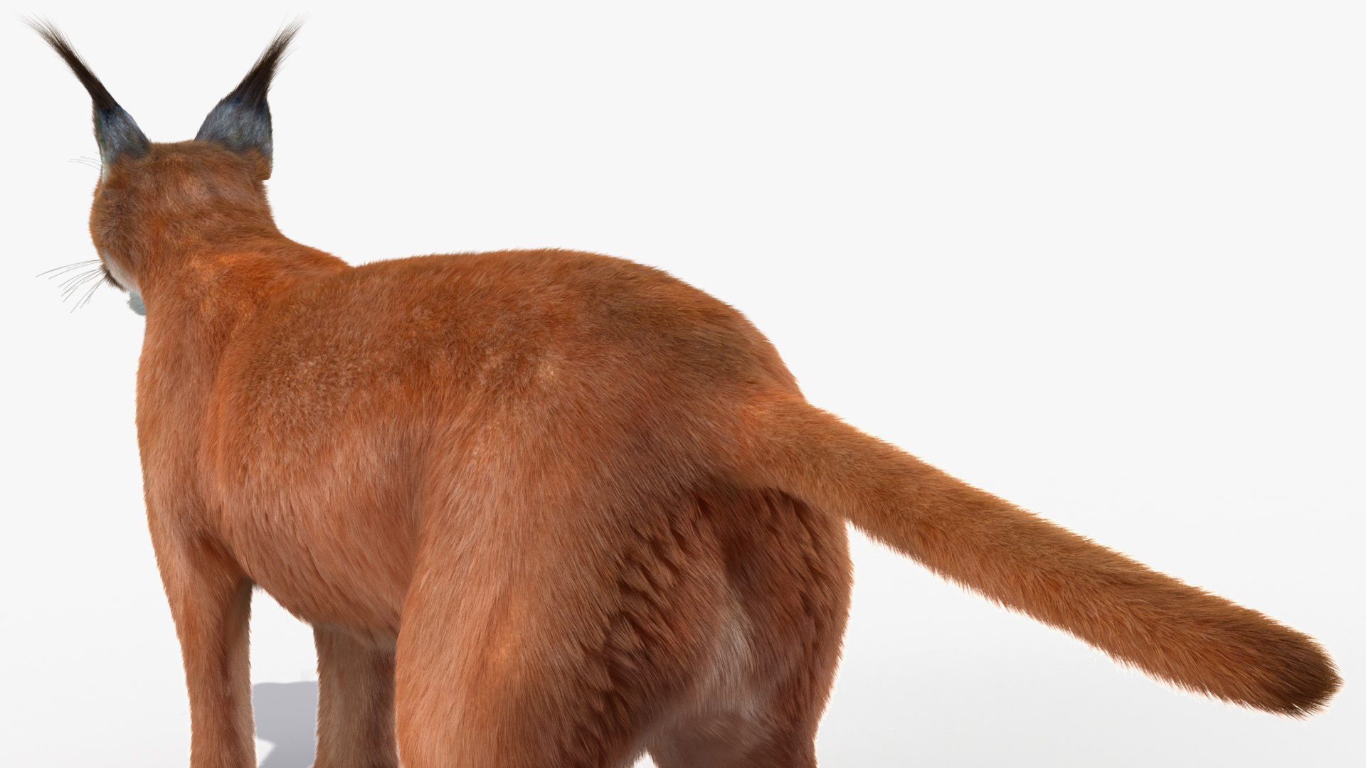 Caracal Fur 3D Model - TurboSquid 2183506