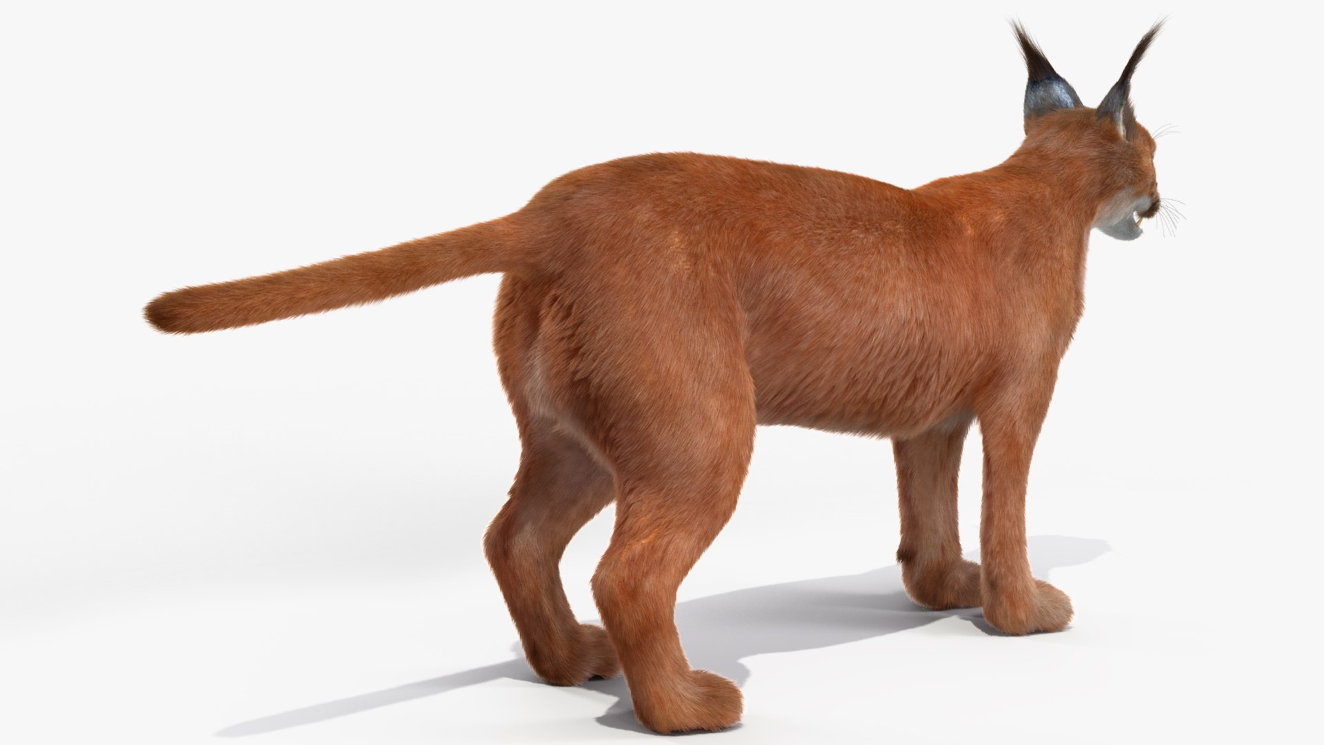 Caracal Fur 3D Model - TurboSquid 2183506