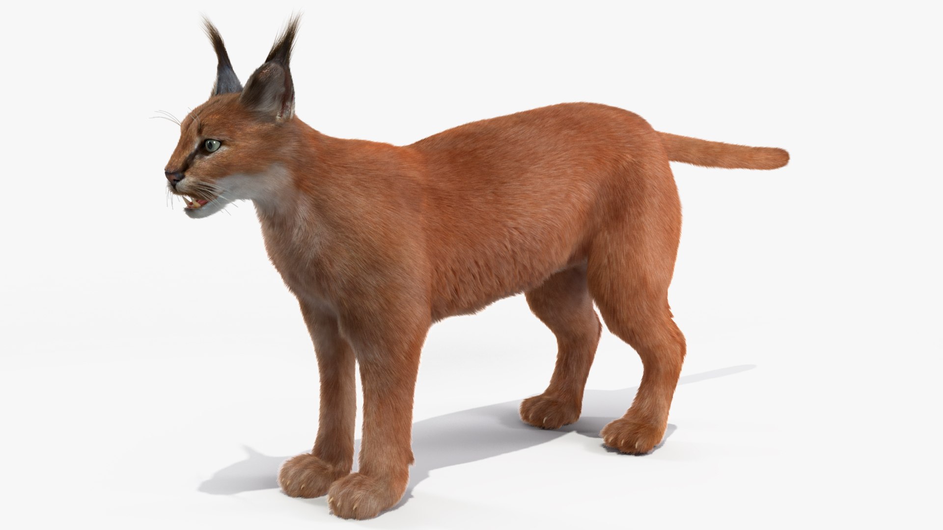 Caracal Fur 3D Model - TurboSquid 2183506