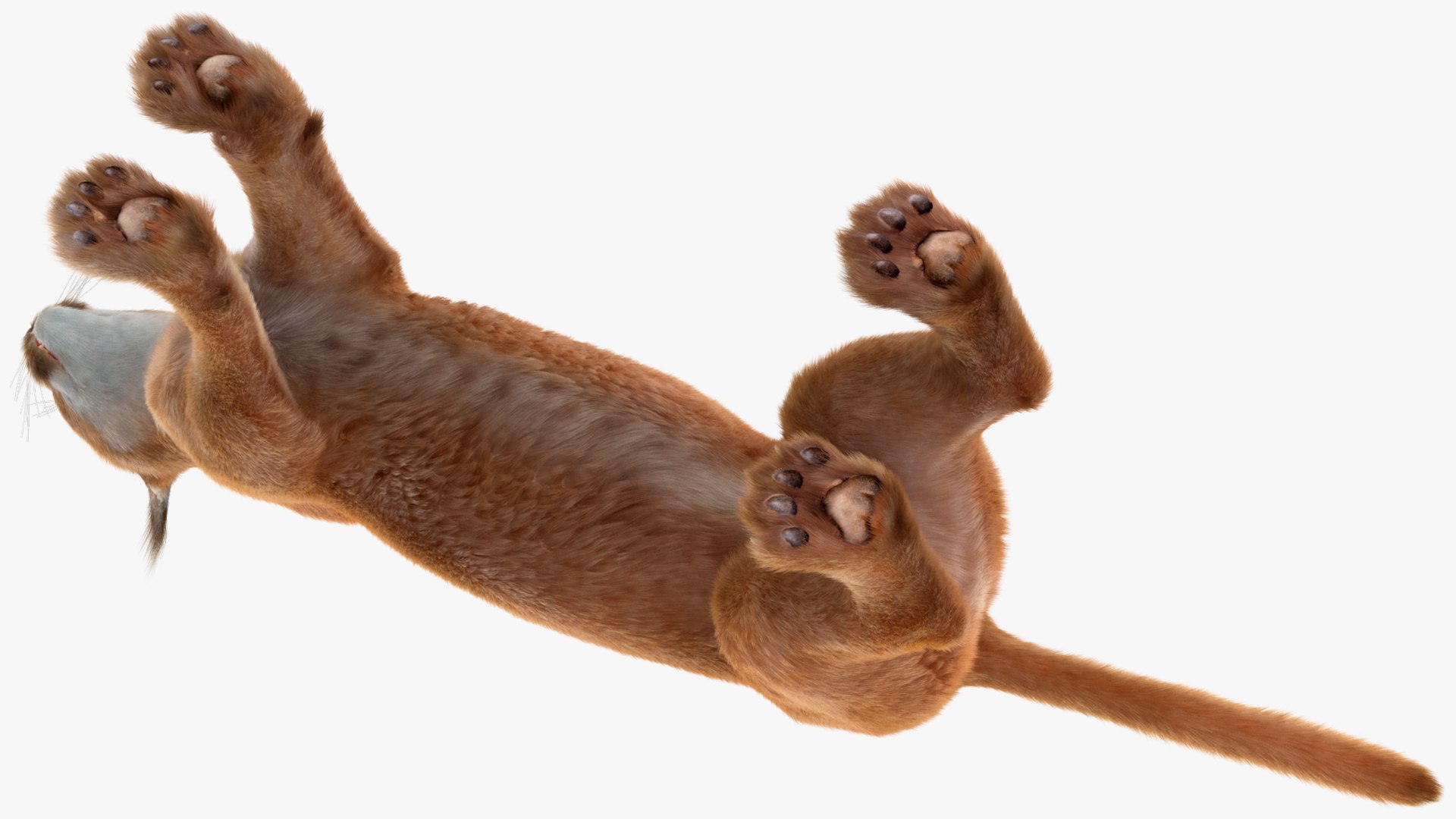 Caracal Fur 3D Model - TurboSquid 2183506