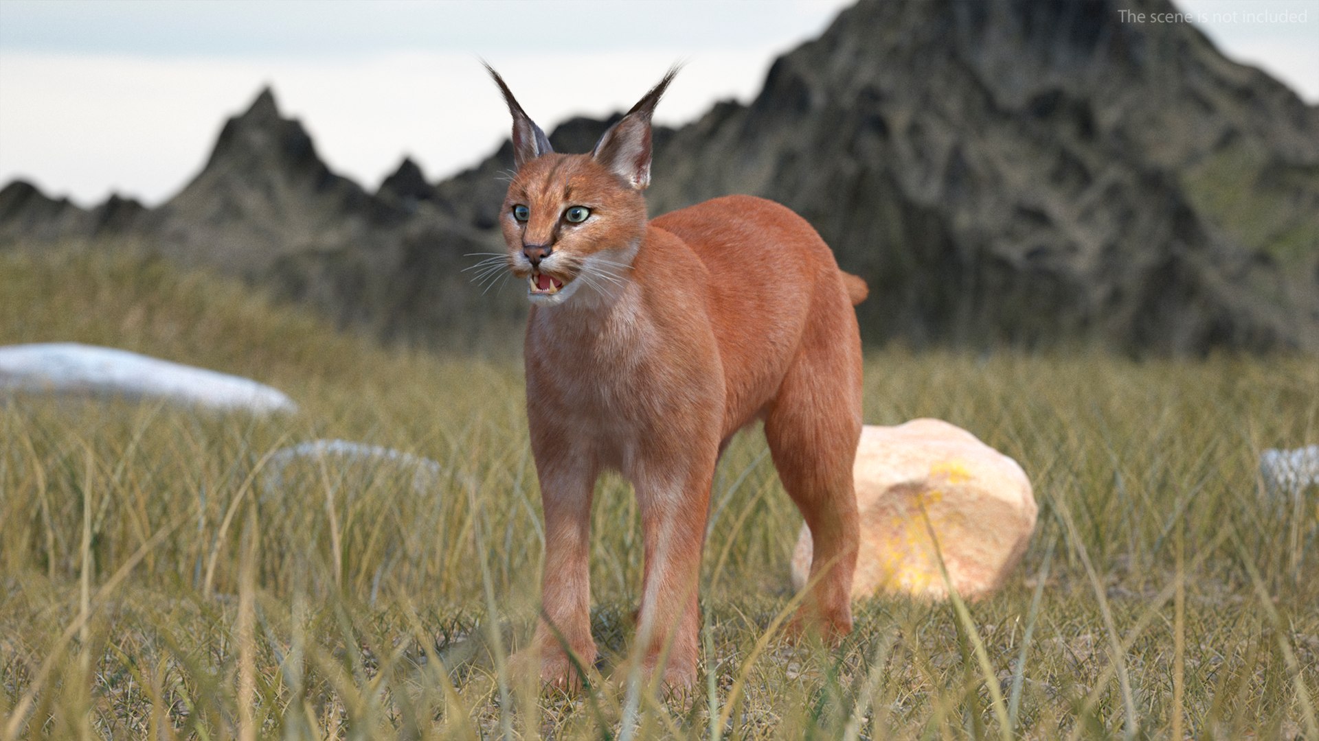 Caracal Fur 3D Model - TurboSquid 2183506