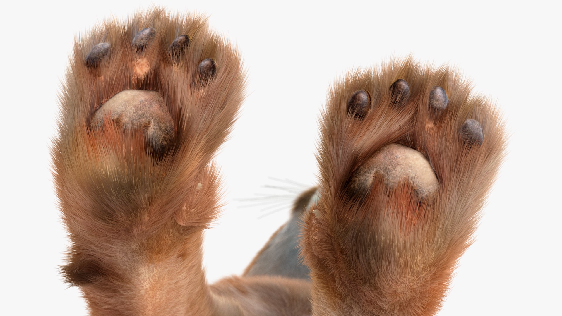 Caracal Fur 3D Model - TurboSquid 2183506