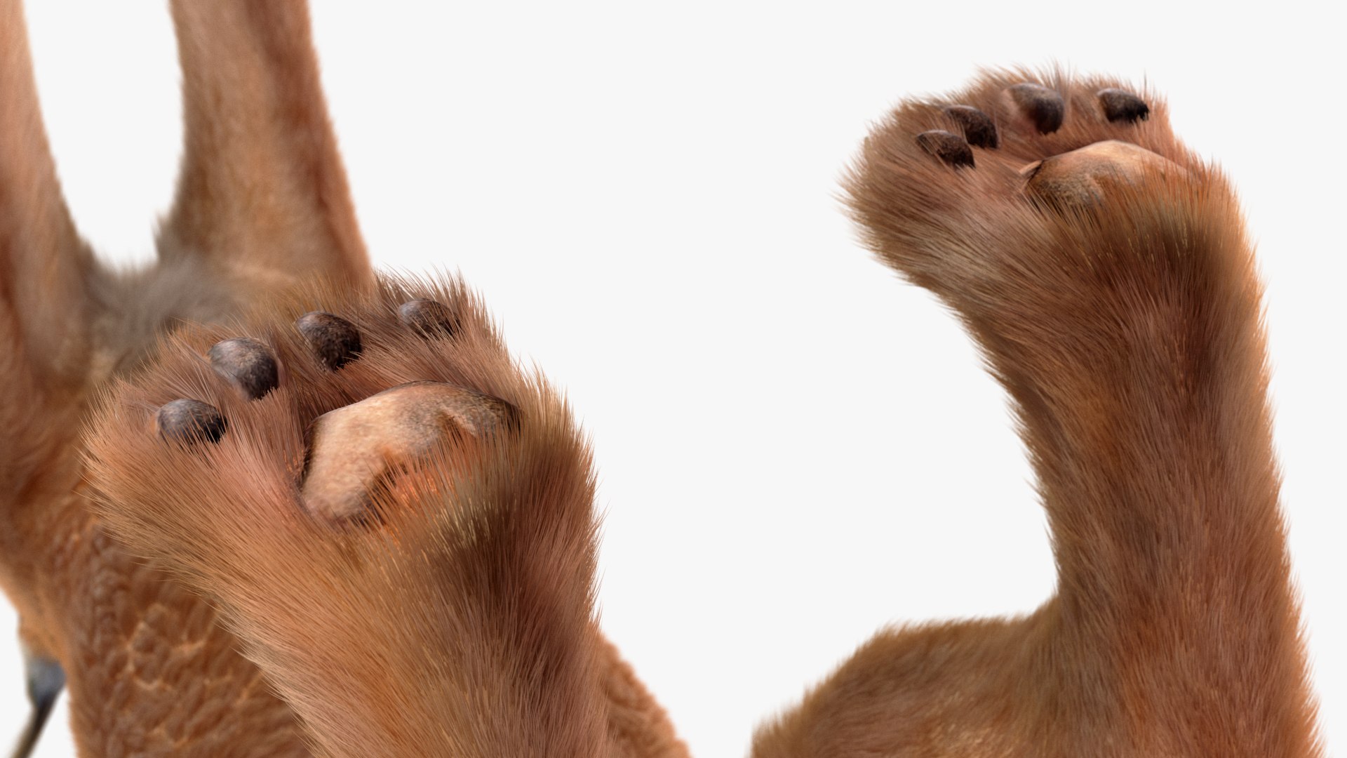 Caracal Fur 3D Model - TurboSquid 2183506