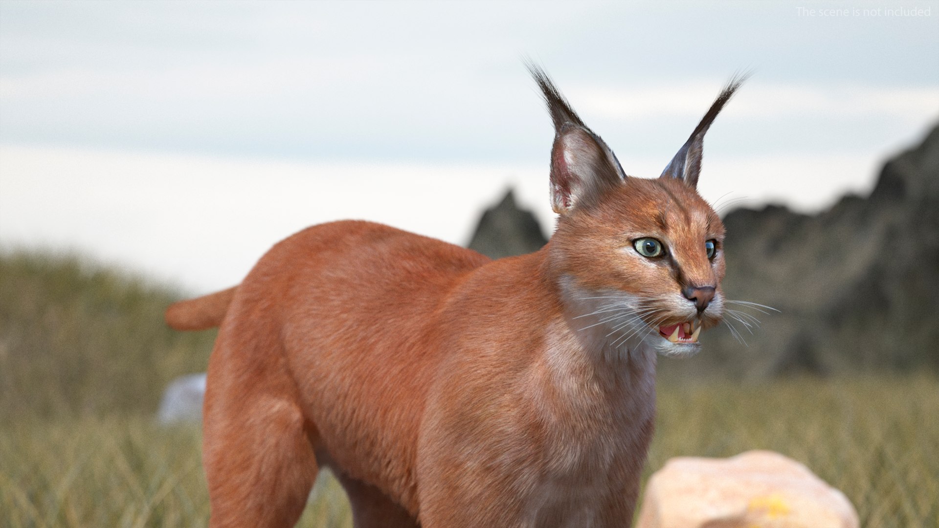 Caracal Fur 3D Model - TurboSquid 2183506