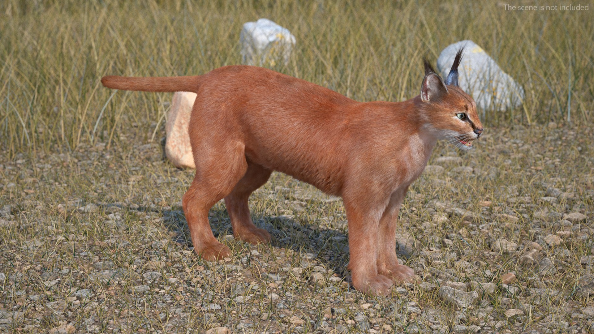 Caracal Fur 3D Model - TurboSquid 2183506