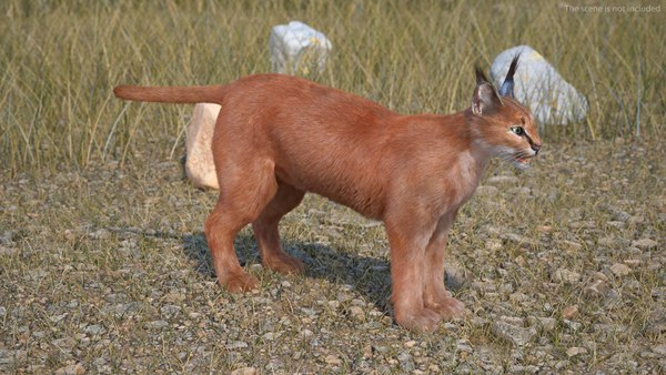 modelo 3d Piel de caracal - TurboSquid 2183506
