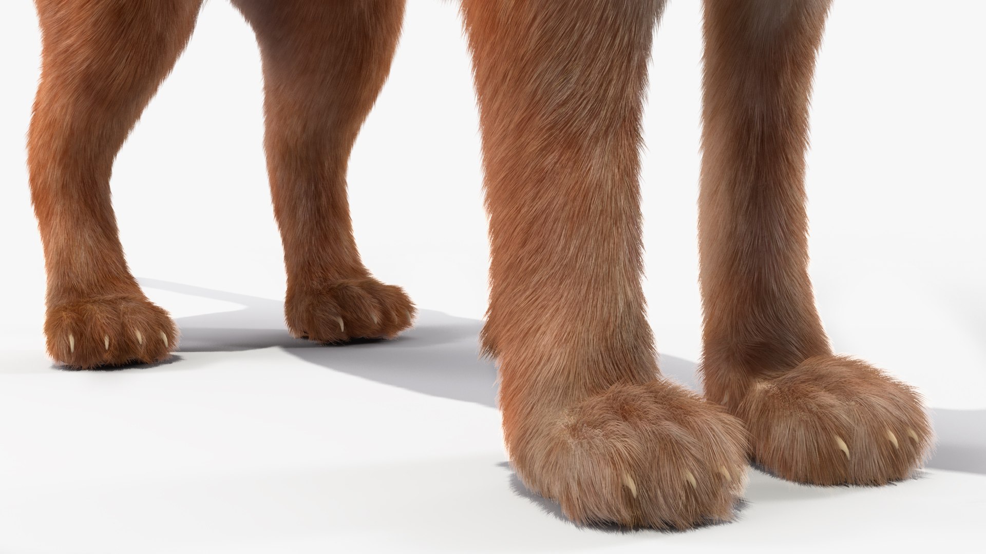 Caracal Fur 3D Model - TurboSquid 2183506