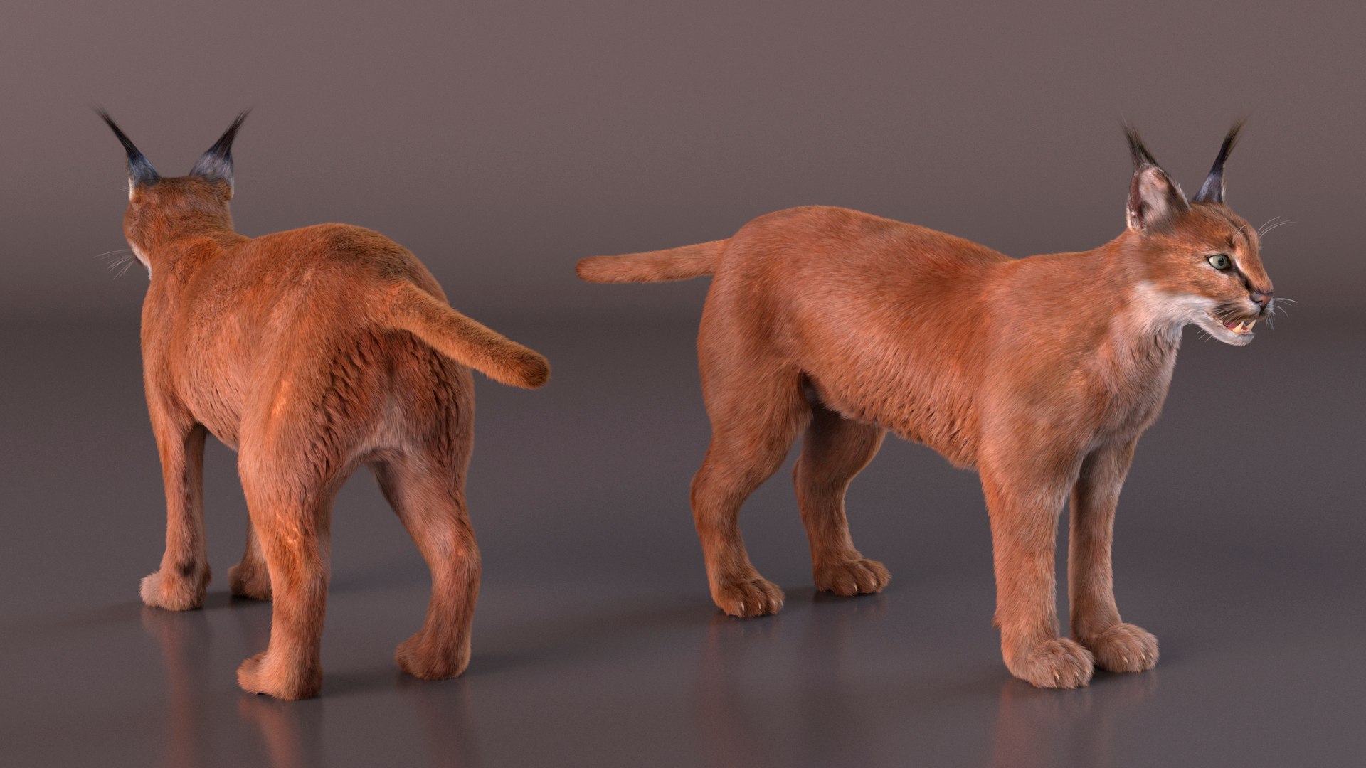 Caracal Fur 3D Model - TurboSquid 2183506