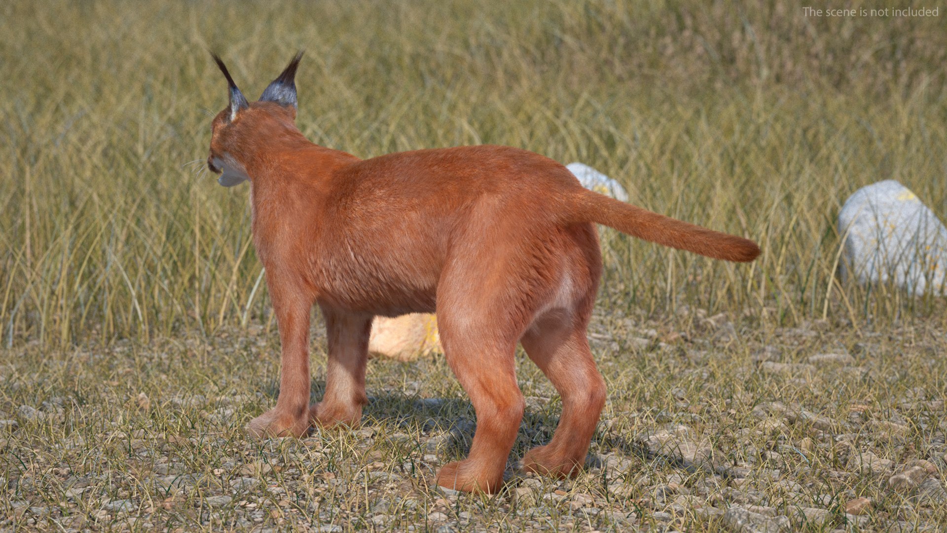 Caracal Fur 3D Model - TurboSquid 2183506