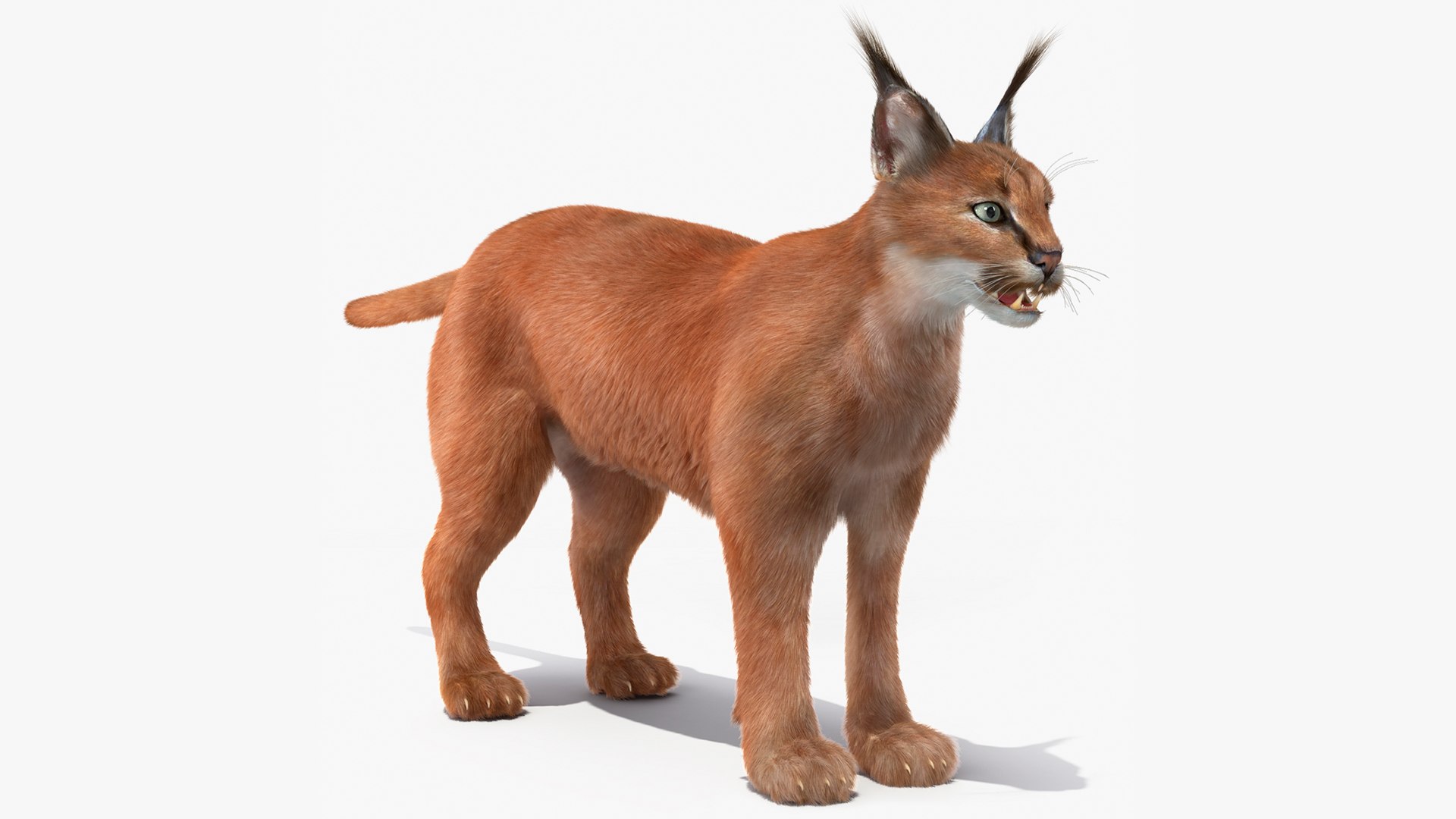 Caracal Fur 3D Model - TurboSquid 2183506