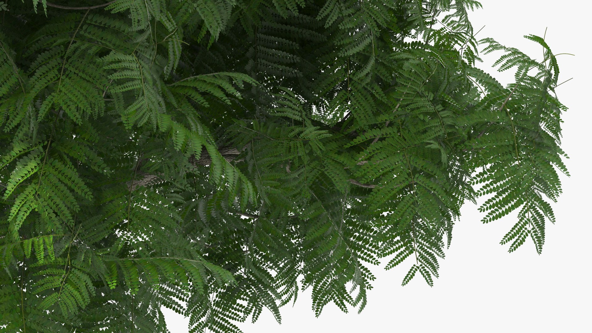 Peltophorum pterocarpum tree 3D model - TurboSquid 1705240