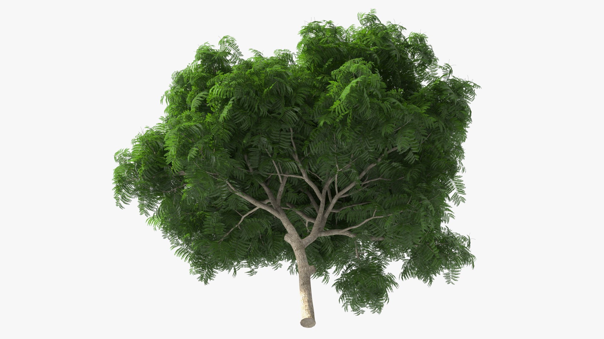 Peltophorum pterocarpum tree 3D model - TurboSquid 1705240